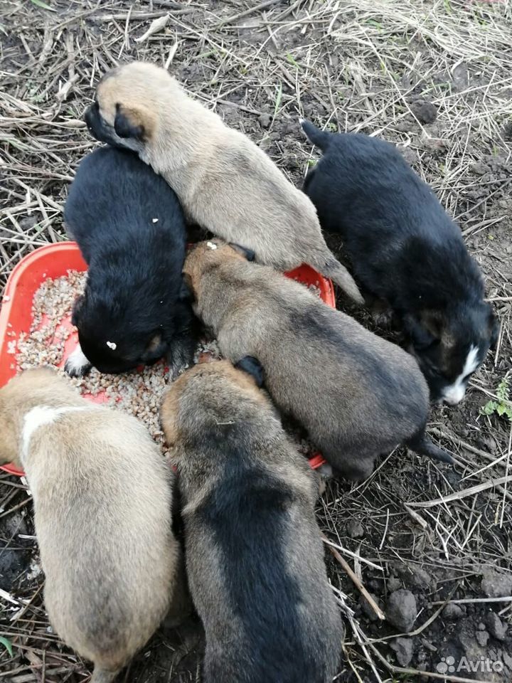 Шикарные малыши овчарка+лайка в добрые руки