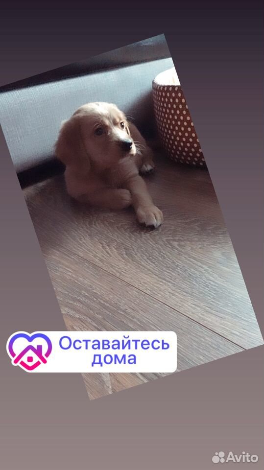 Спаниель