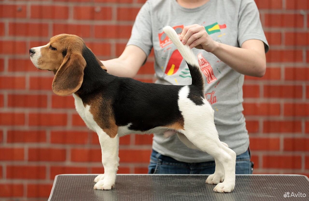Бигль мальчик 4 месяца