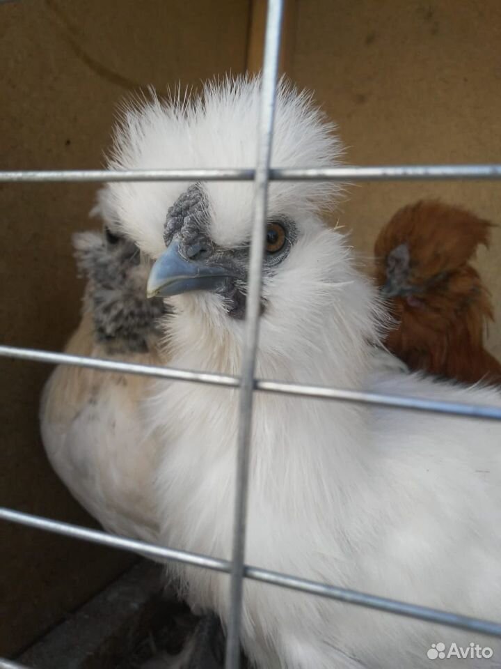 Продам петухов и перепелок