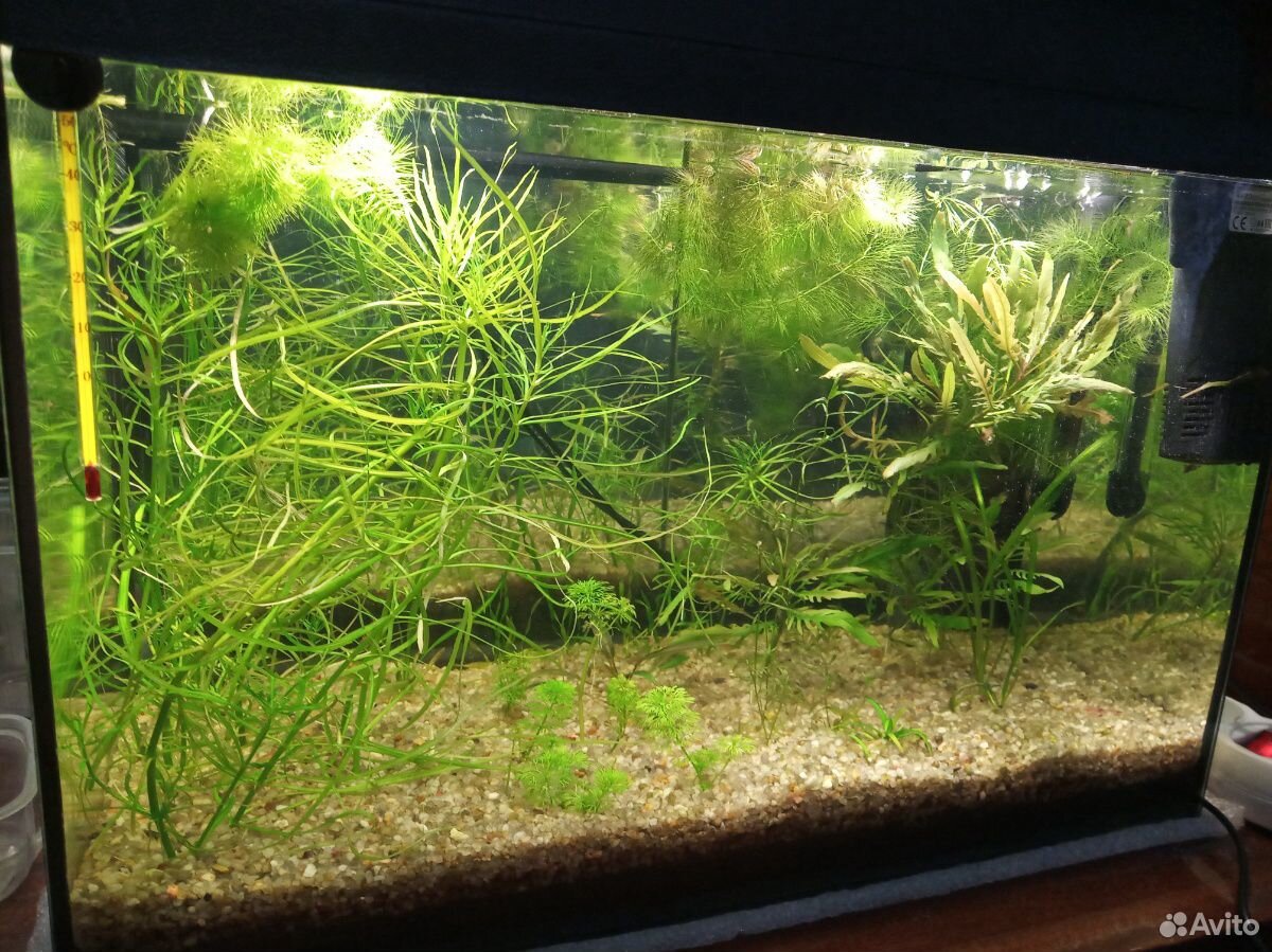 Аквариумные растения