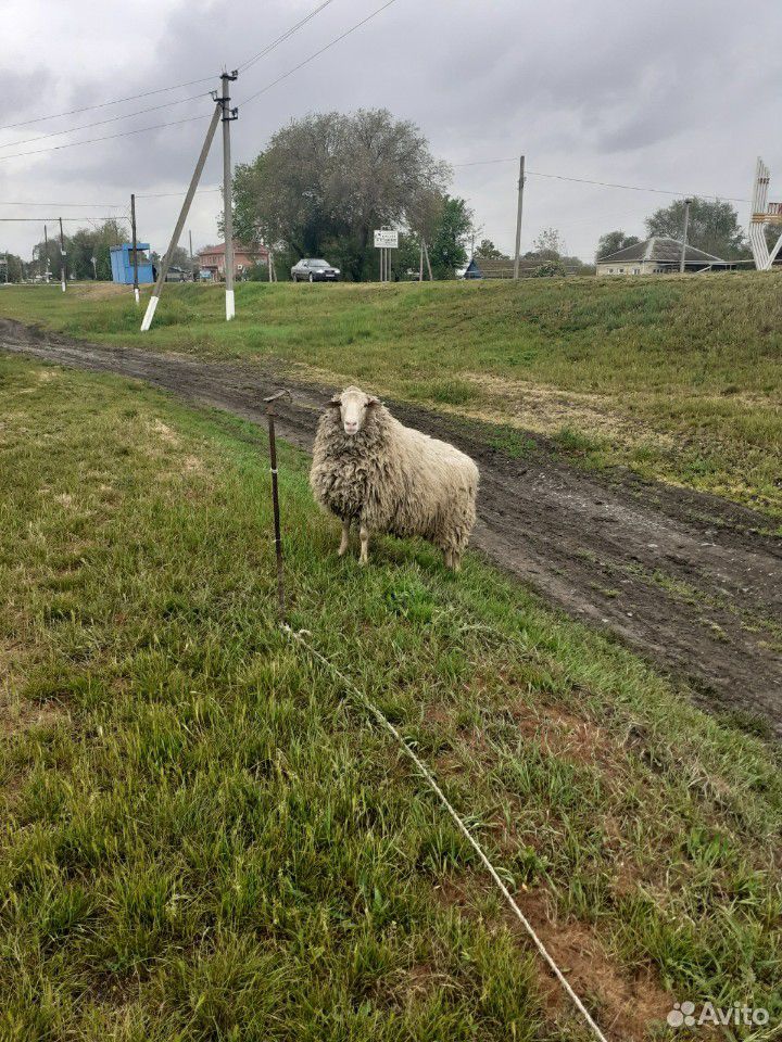 Баран