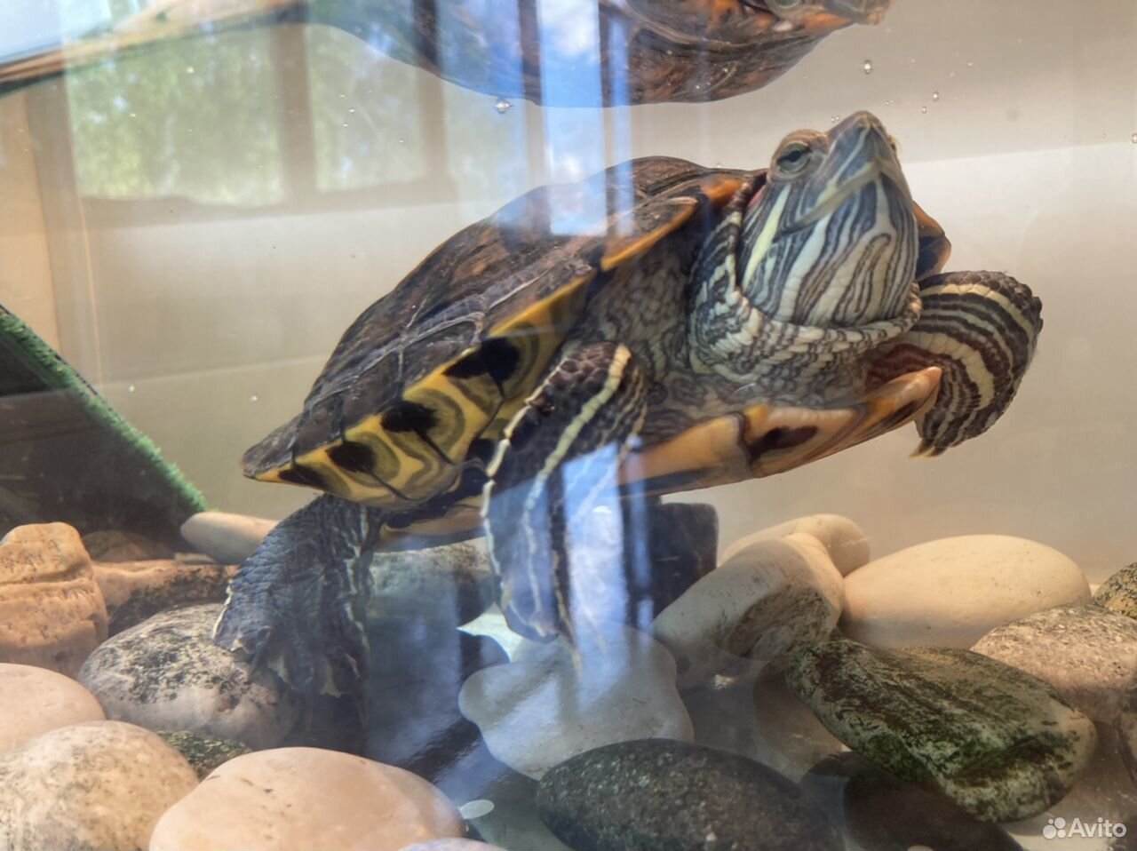 Черепаха красноухая с аквариумом