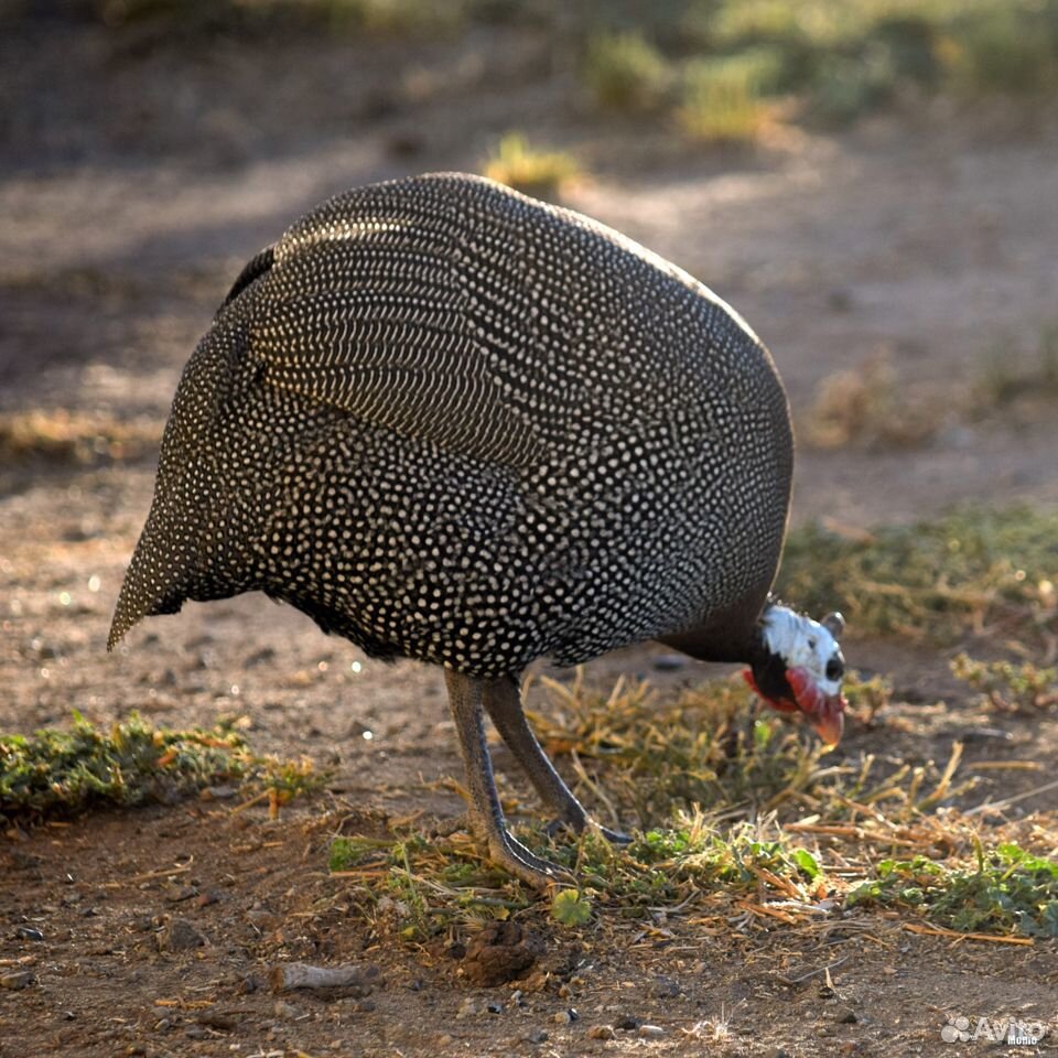 Яйца цесарки