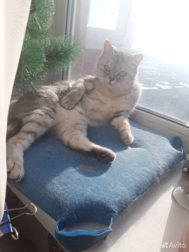 Ищу кота для связки(британца)