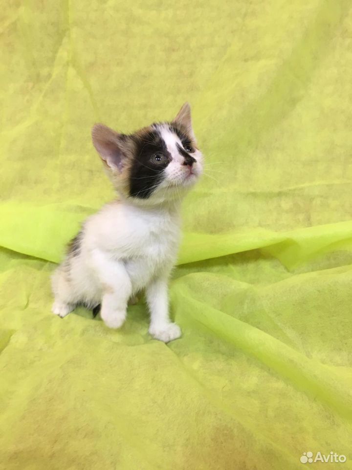 Маленький котёнок гномик 1,5 мес