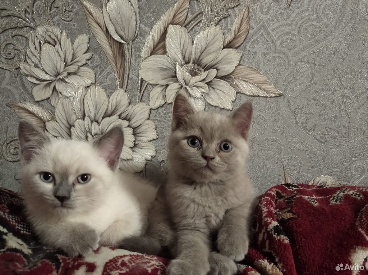 Котёнок