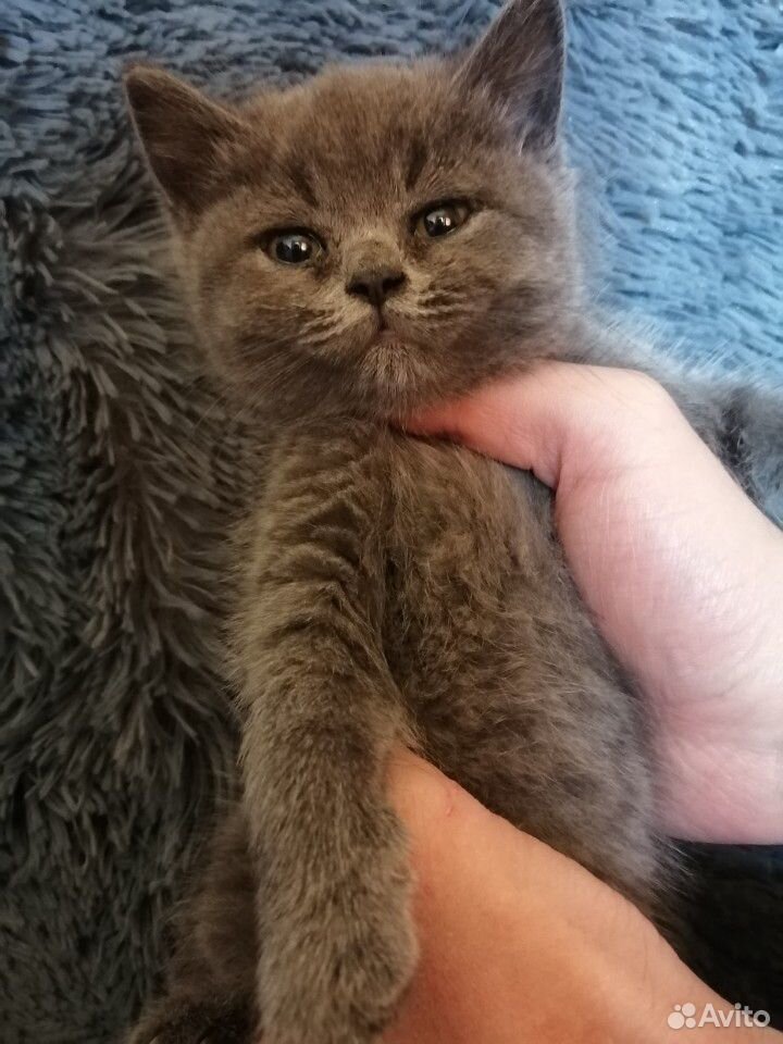 Мурка Мурзилкина