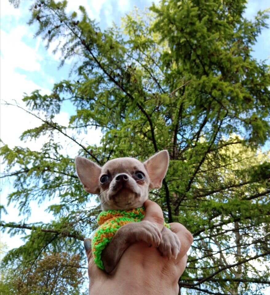 Минюшка чишка-мальчишка