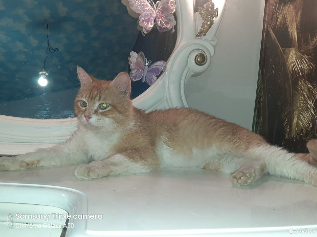 Рыжий солнечный кот