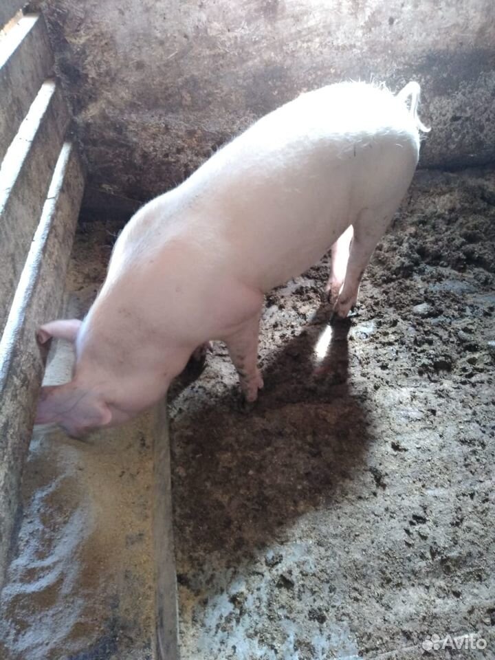 Продам свинку мясо-сальной породы пьетрен (папа чи