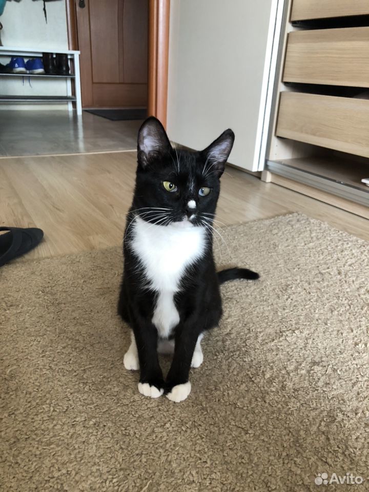 Котик с белой кнопкой на носу