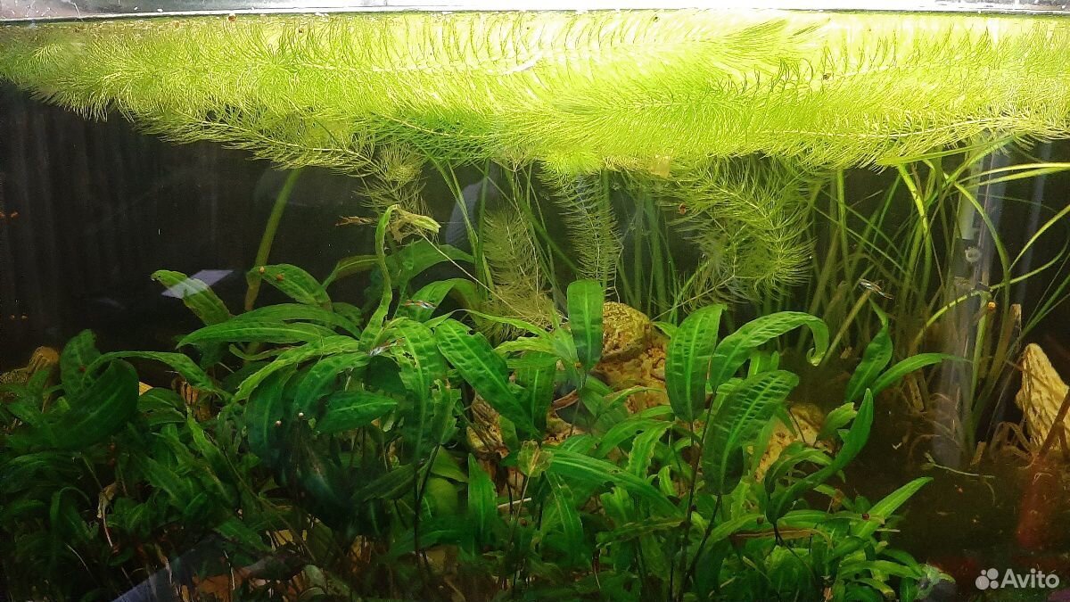 Водоросли прополка аквариума