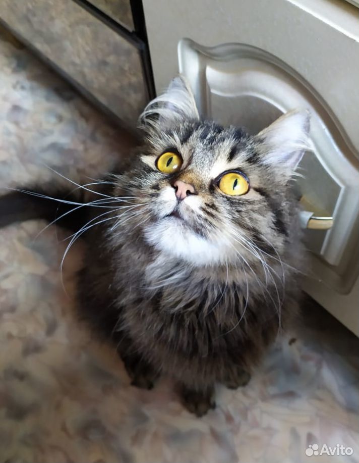 Кошечка Классная, Кому
