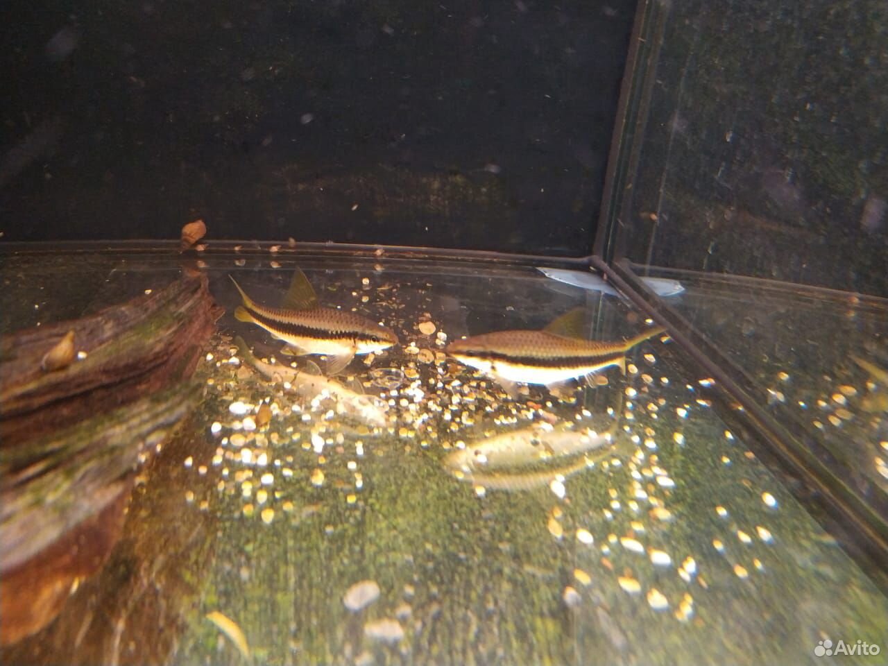 Сиамский водорослеед