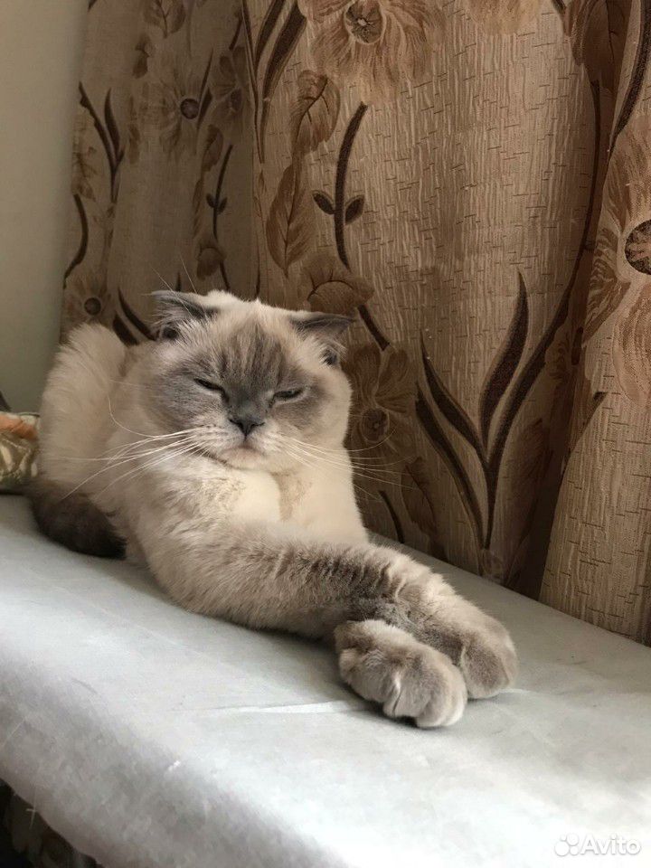 Вязка ищем кота