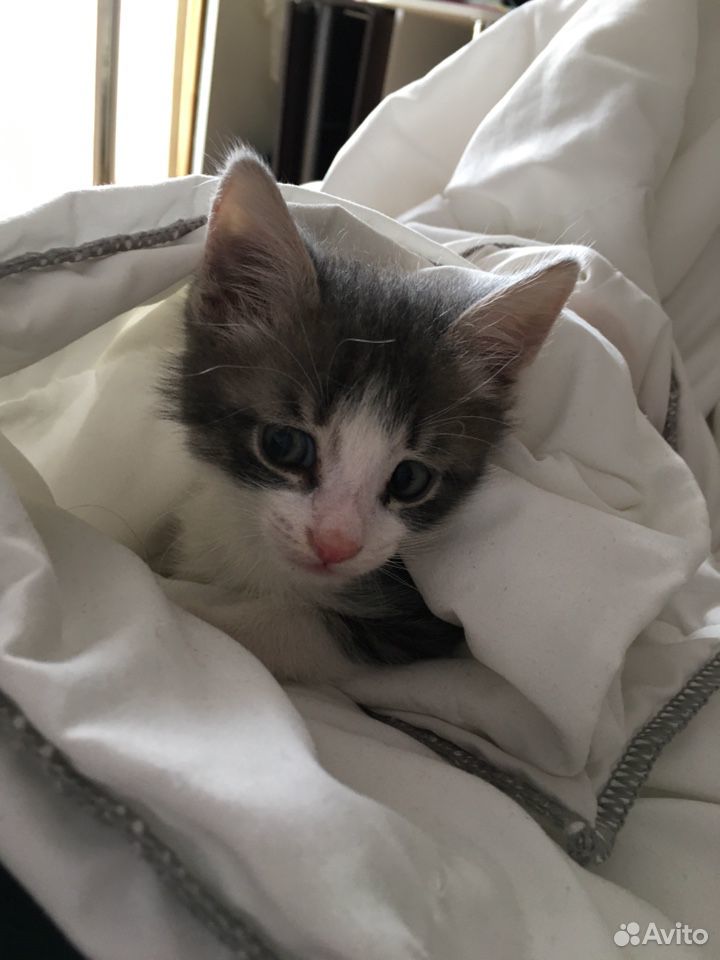 Отдам котика в добрые руки