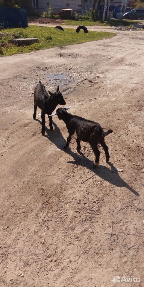 Продаю Нубийские козочек возраст 1 месяц 20 дней К