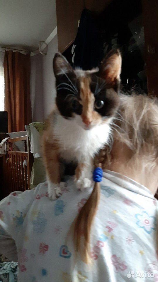 Маленькая кошечка в добрые руки