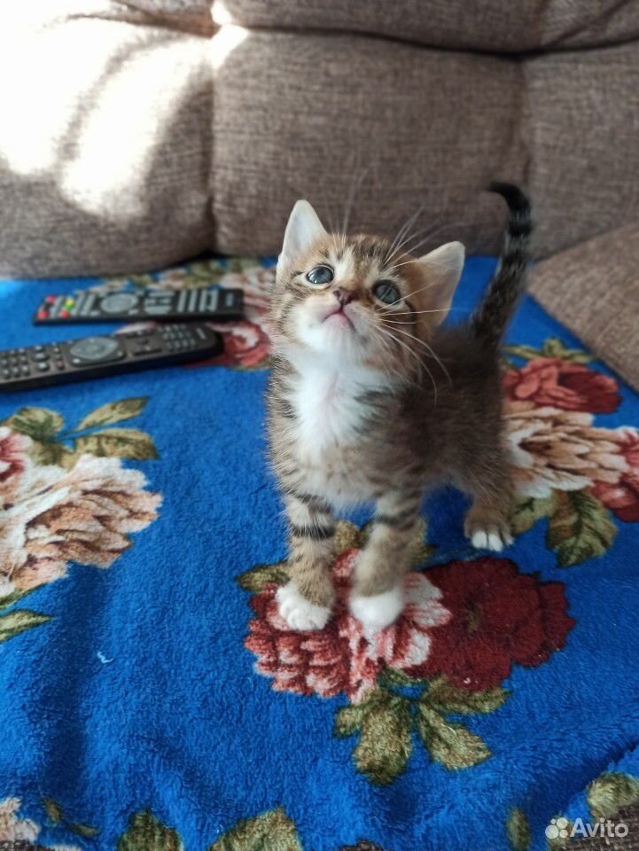 Коштята