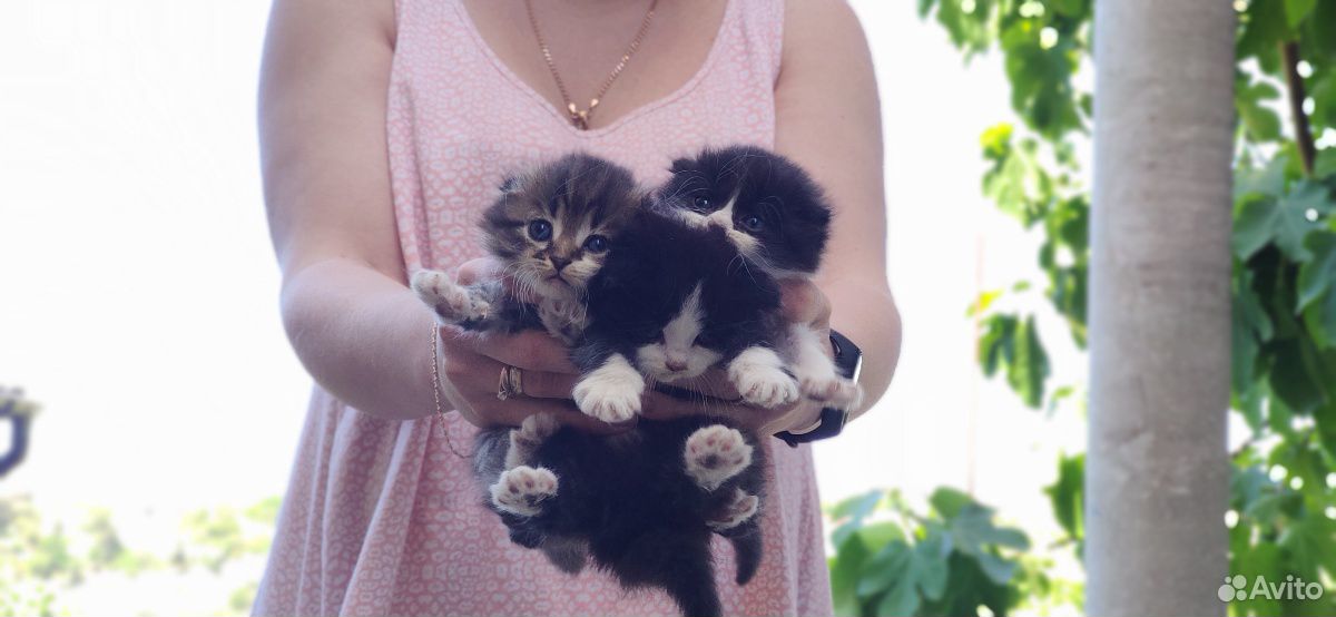 Котята шотландской вислоушки