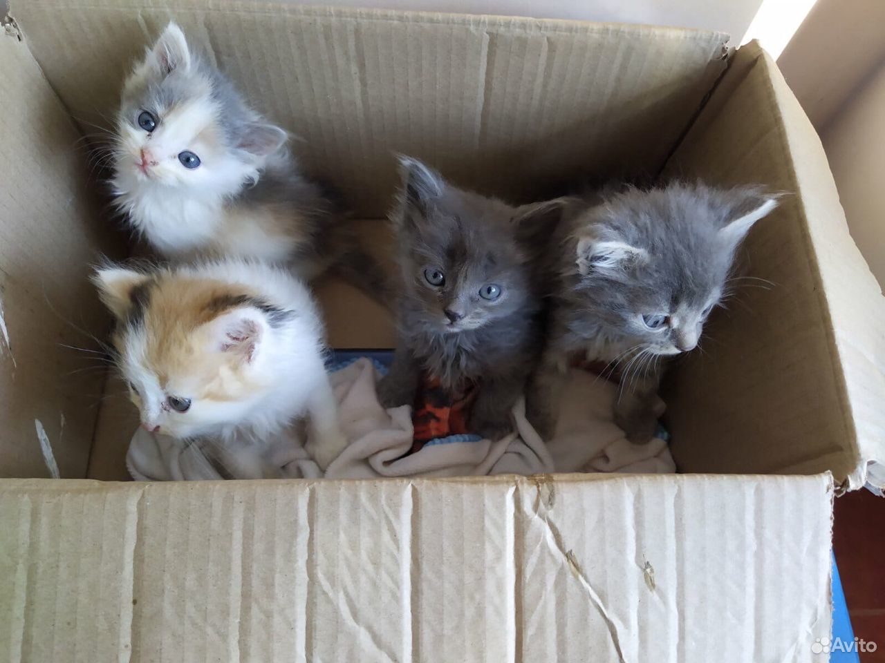 Кому пушистое счастье