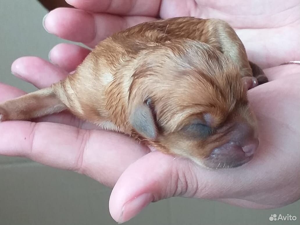 Тойчики 06.04.19