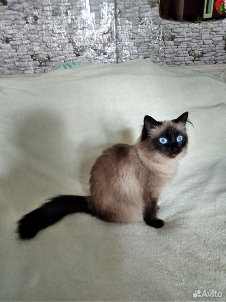 Кошка