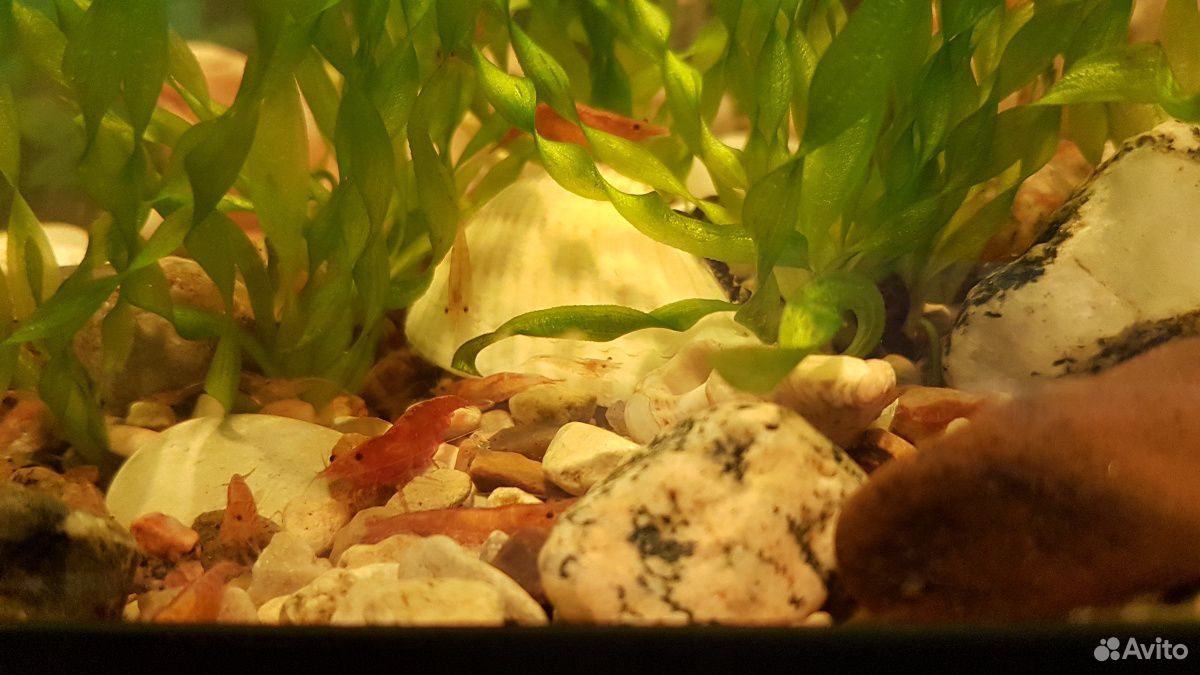 Креветки черри