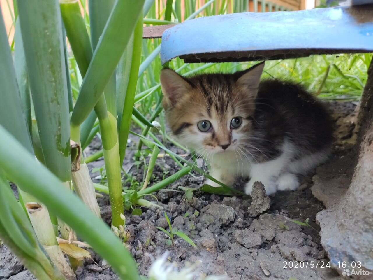 Котик от мамы британки