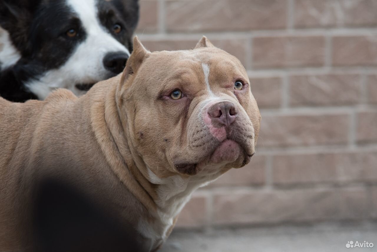 Американский булли вязка