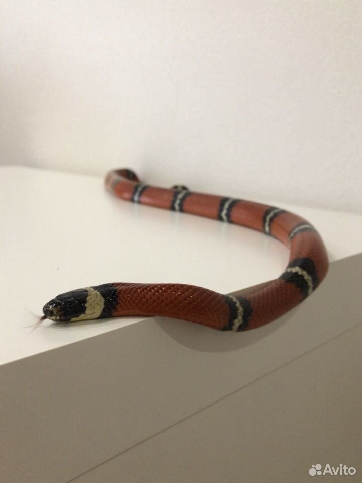 Молочная змея