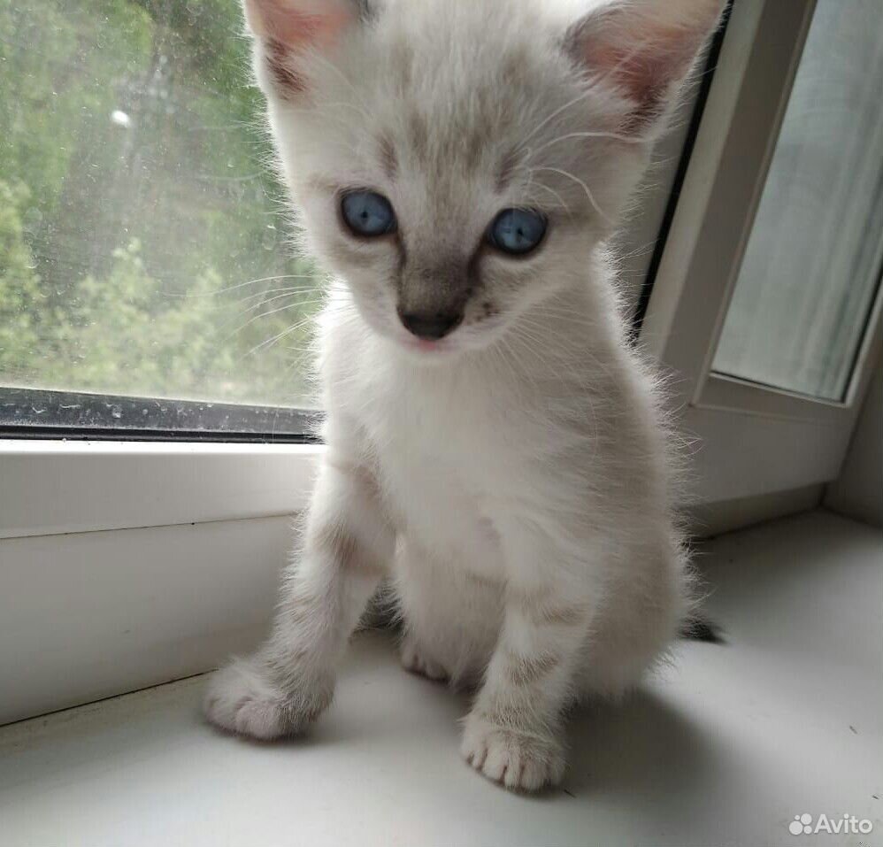 Котёнок (смесь сиамский)