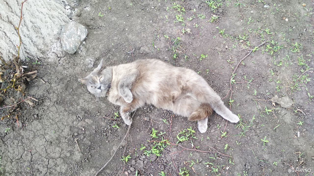 Котик в хорошие руки