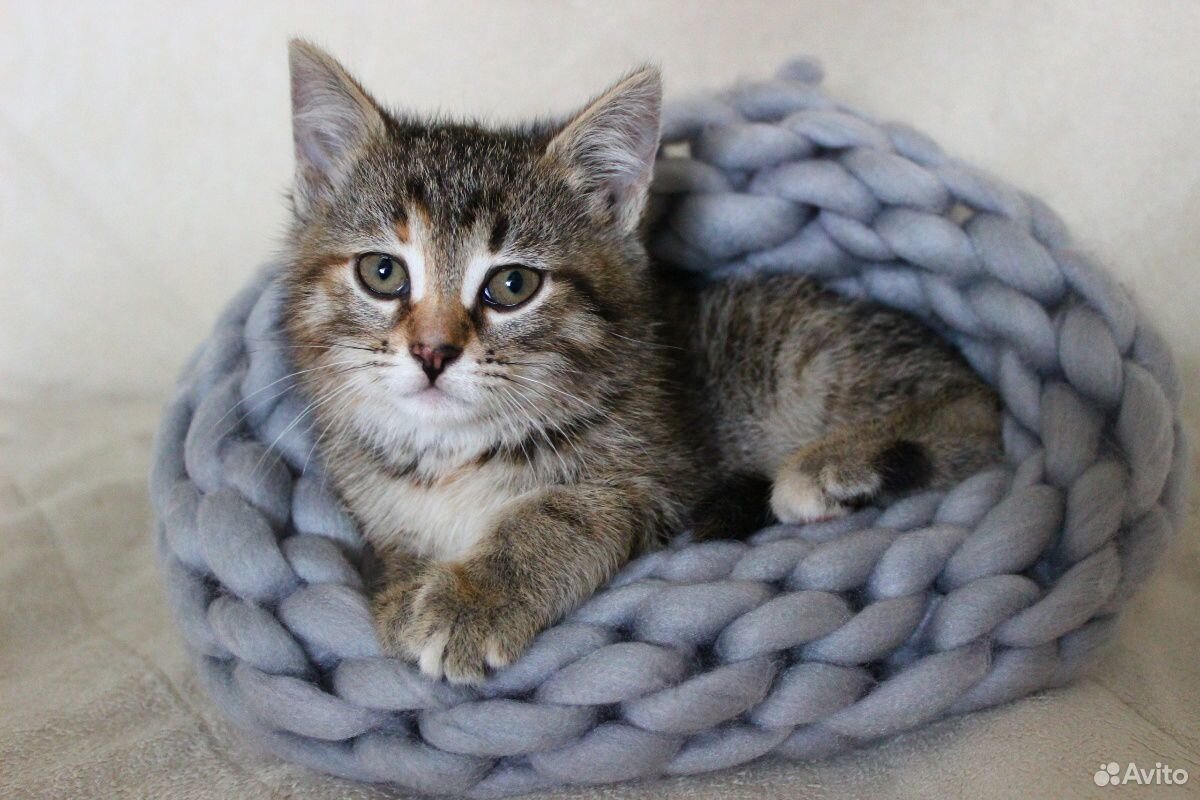 Котёнок Карамелька, девочка, 1.5 месяца