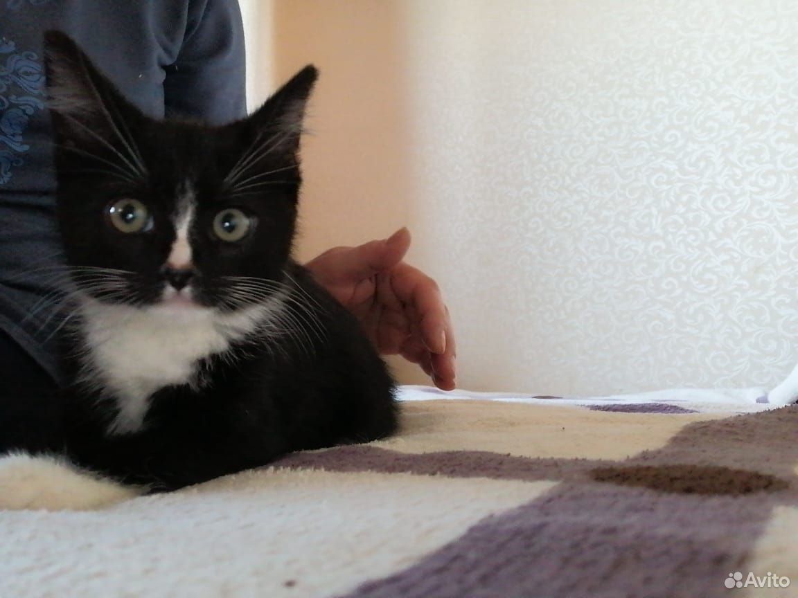 Котенок в добрые руки