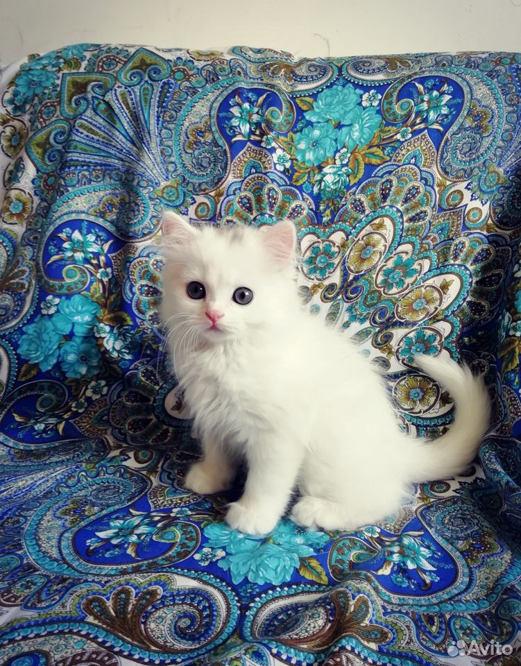 Котенок с британскими корнями, метис