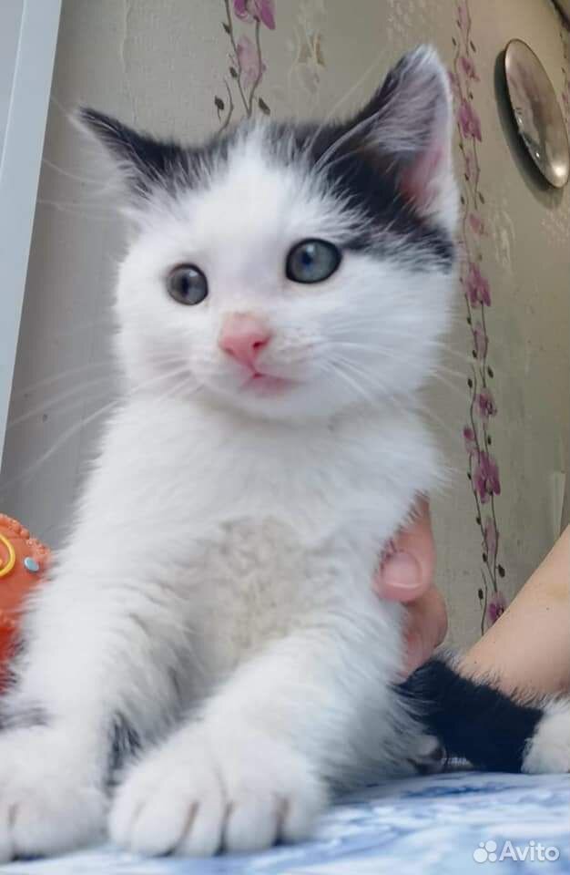 Котенок Оскар в добрые руки