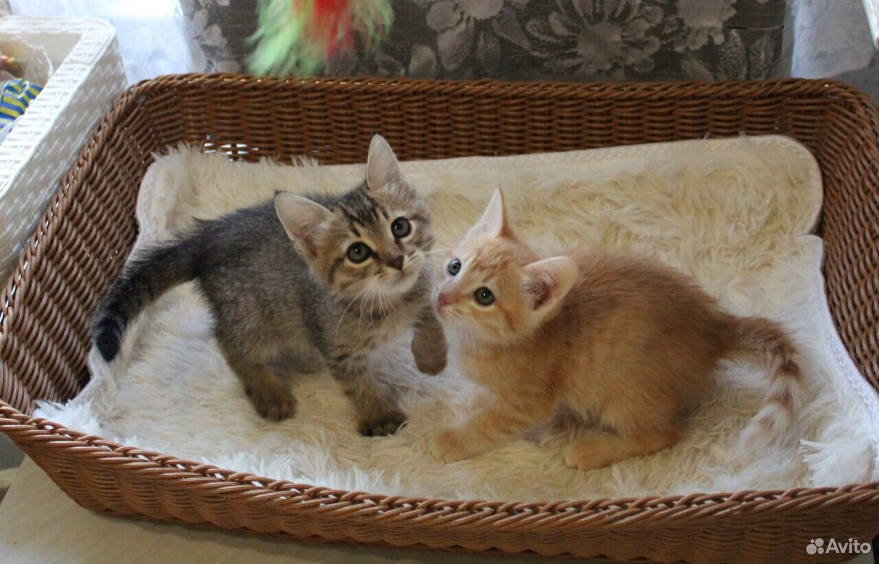 Чудесные котята ищут дом