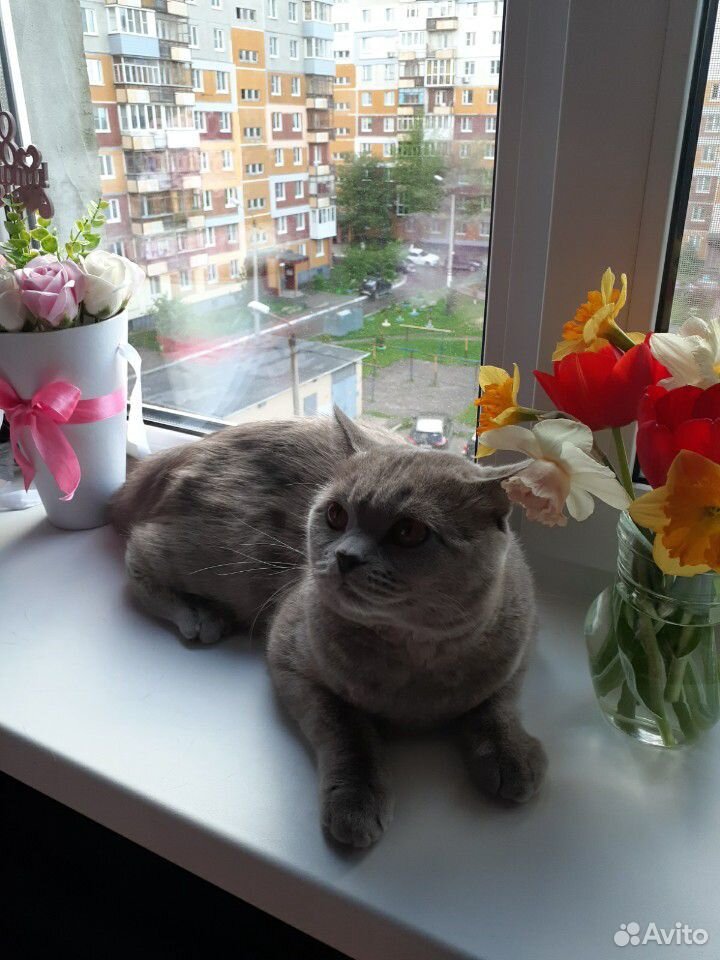 Британец жених