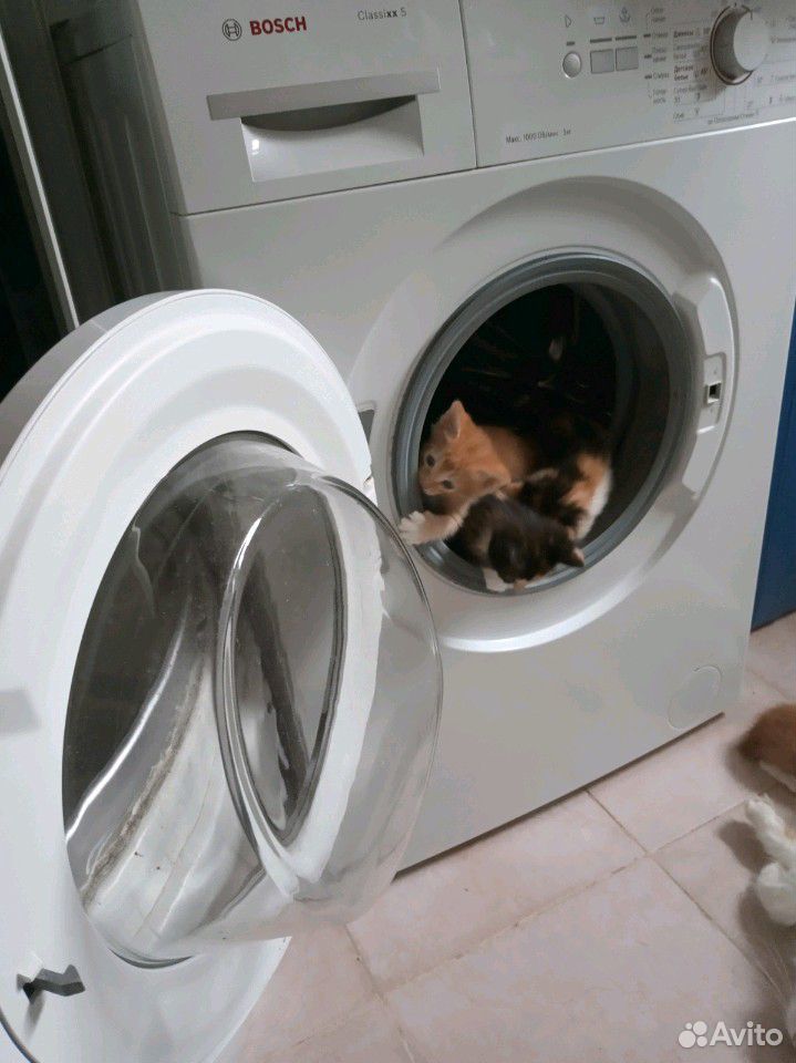 Кошки