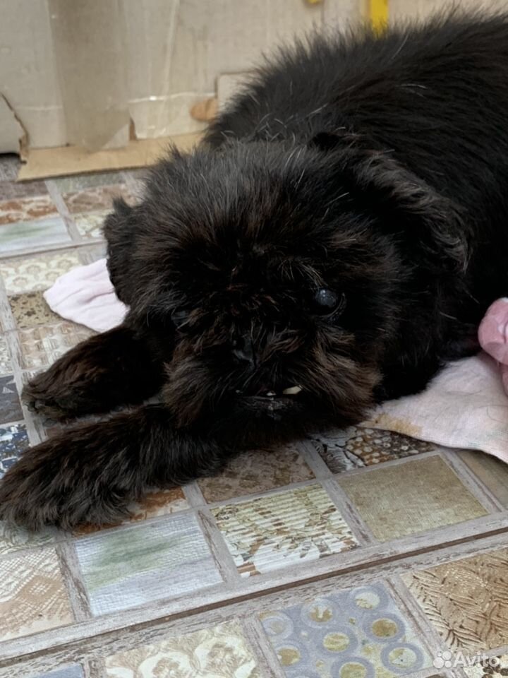 Бельгийский гриффон, мальчик и девочка