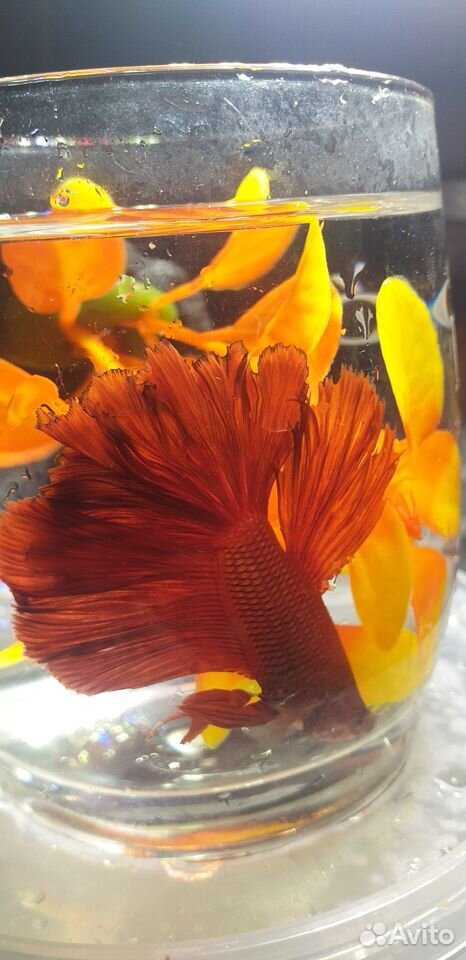 Рыбка петушок коралл