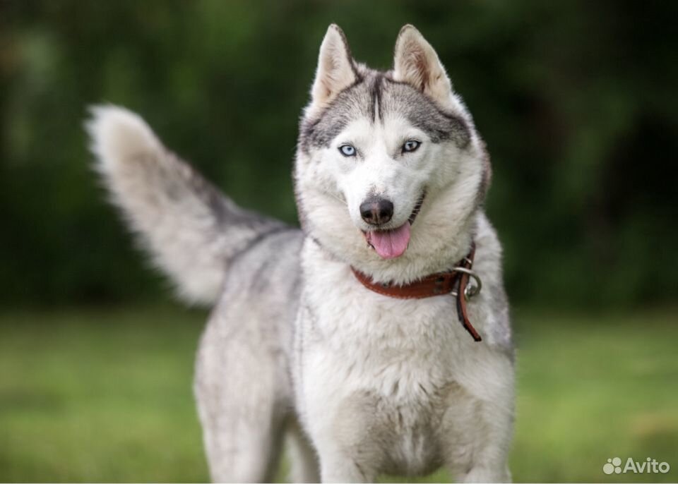 Хаски в добрые руки