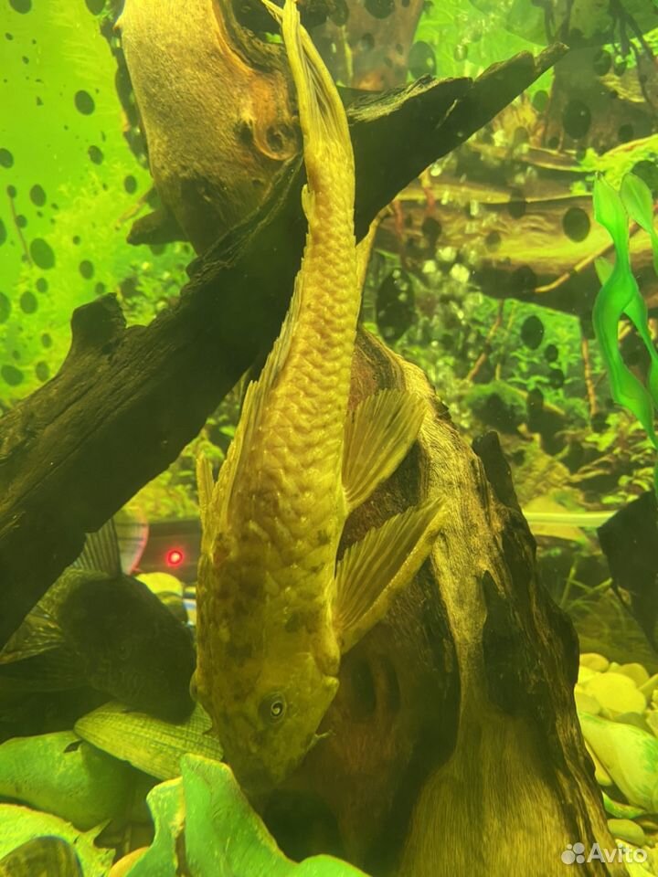 Плекостомус