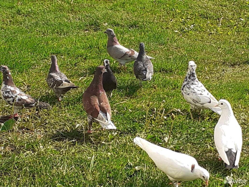 Бакинские голуби