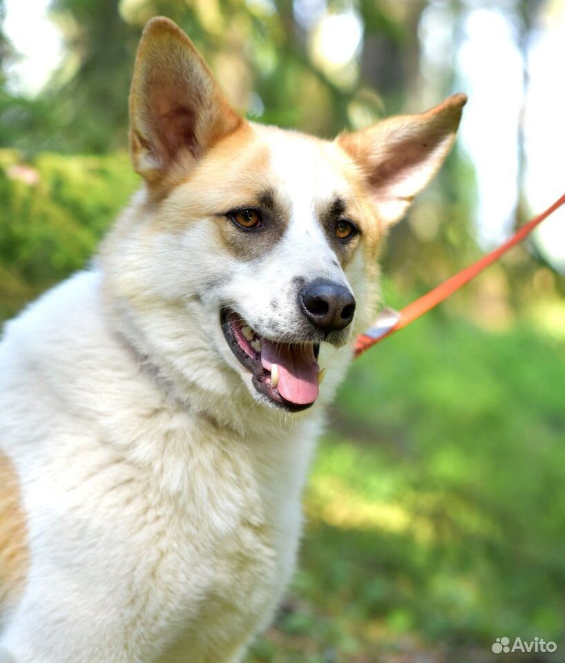 Солнечный Проша ищет семью