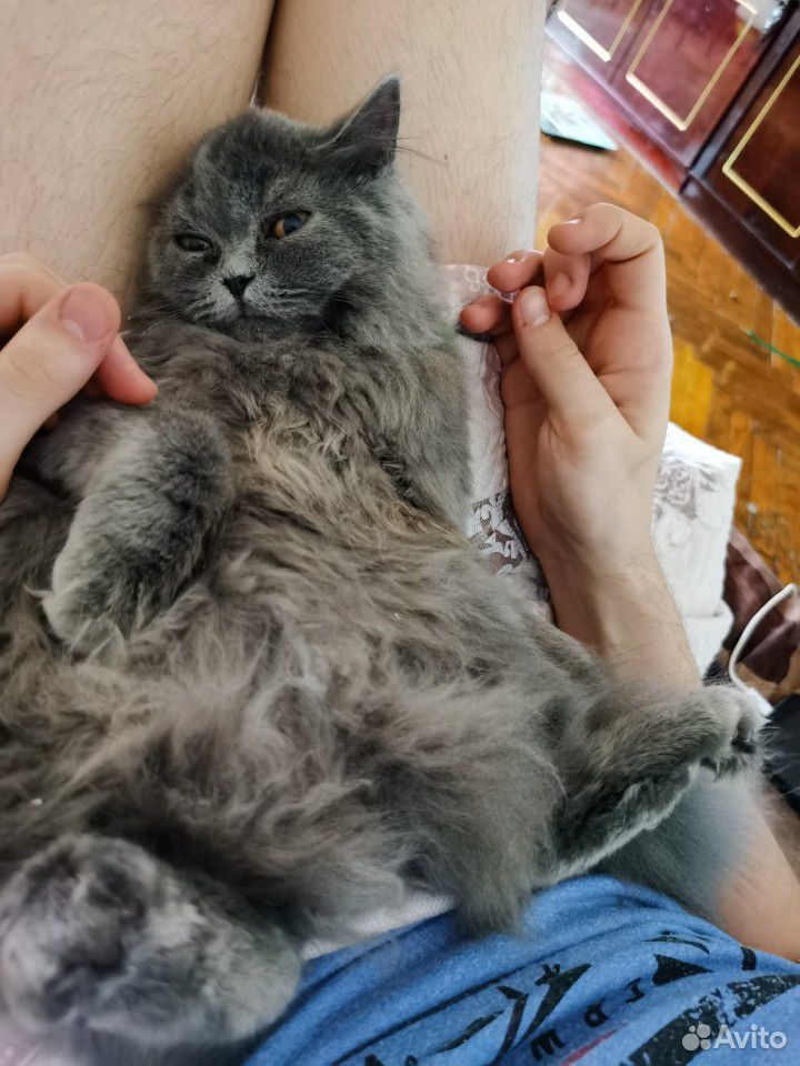 Шотландская кошечка