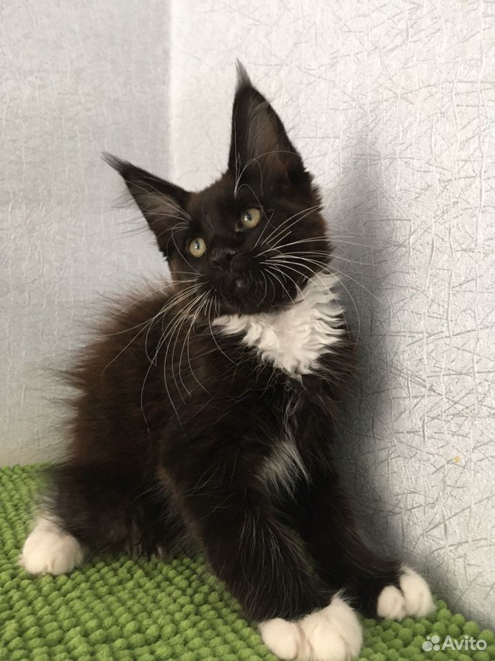 Чёрный принц в белых носочках