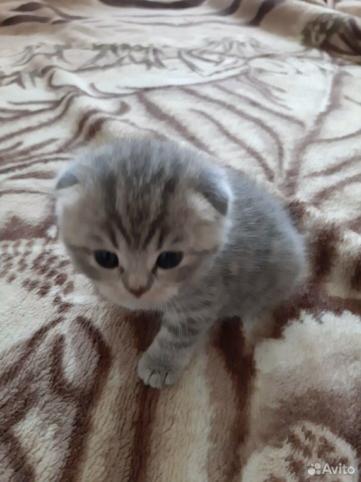 Шотландская